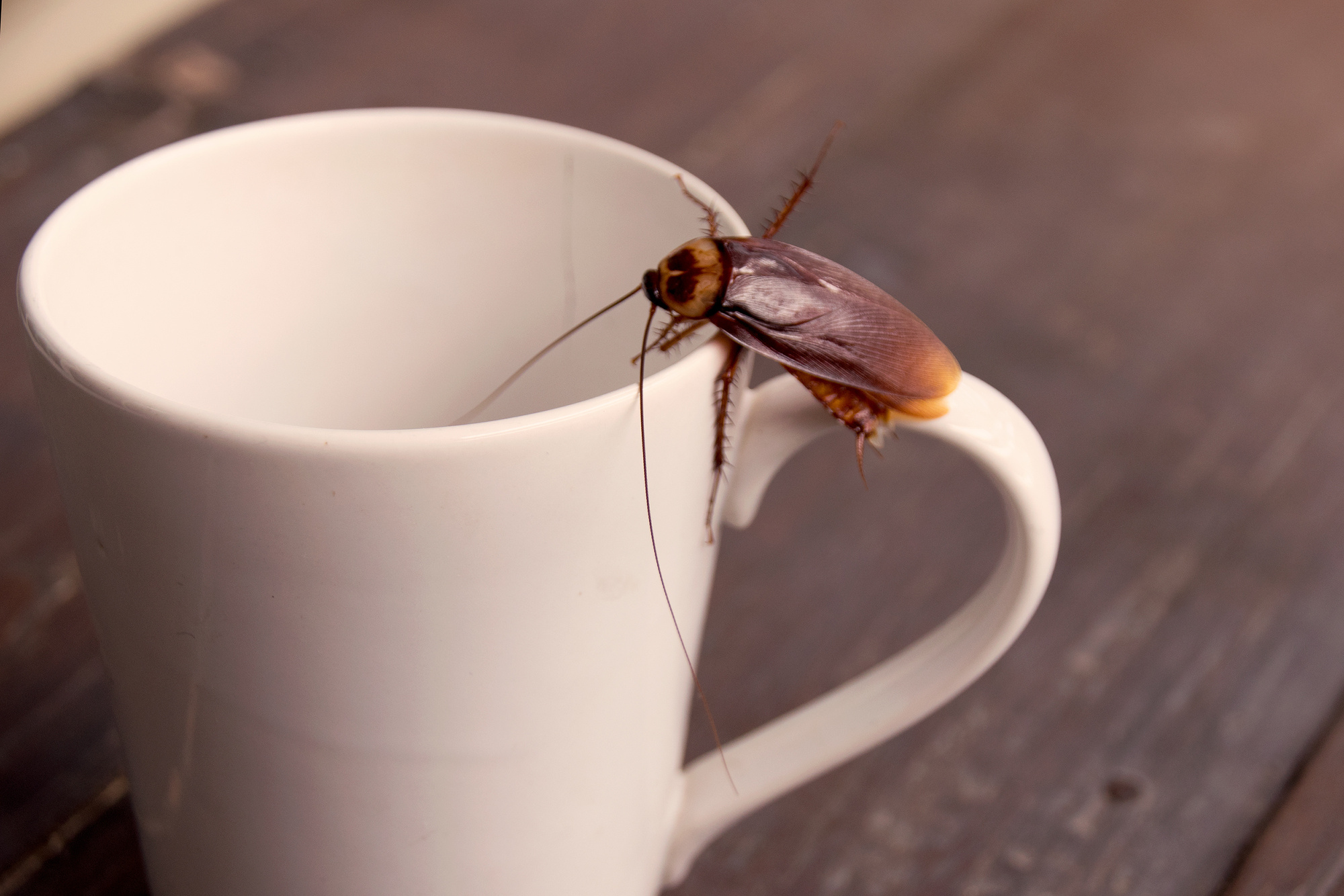 Cockroaches and Asthma: Everything You Never Wanted to Know