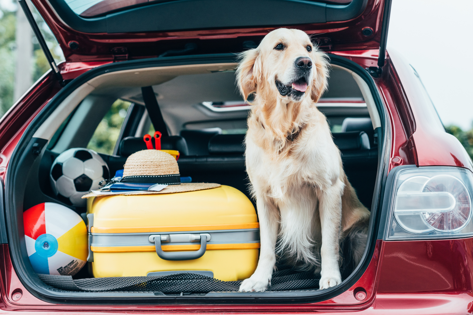 Animal Transport: 5 Ways Our Furry Friends Travel the World