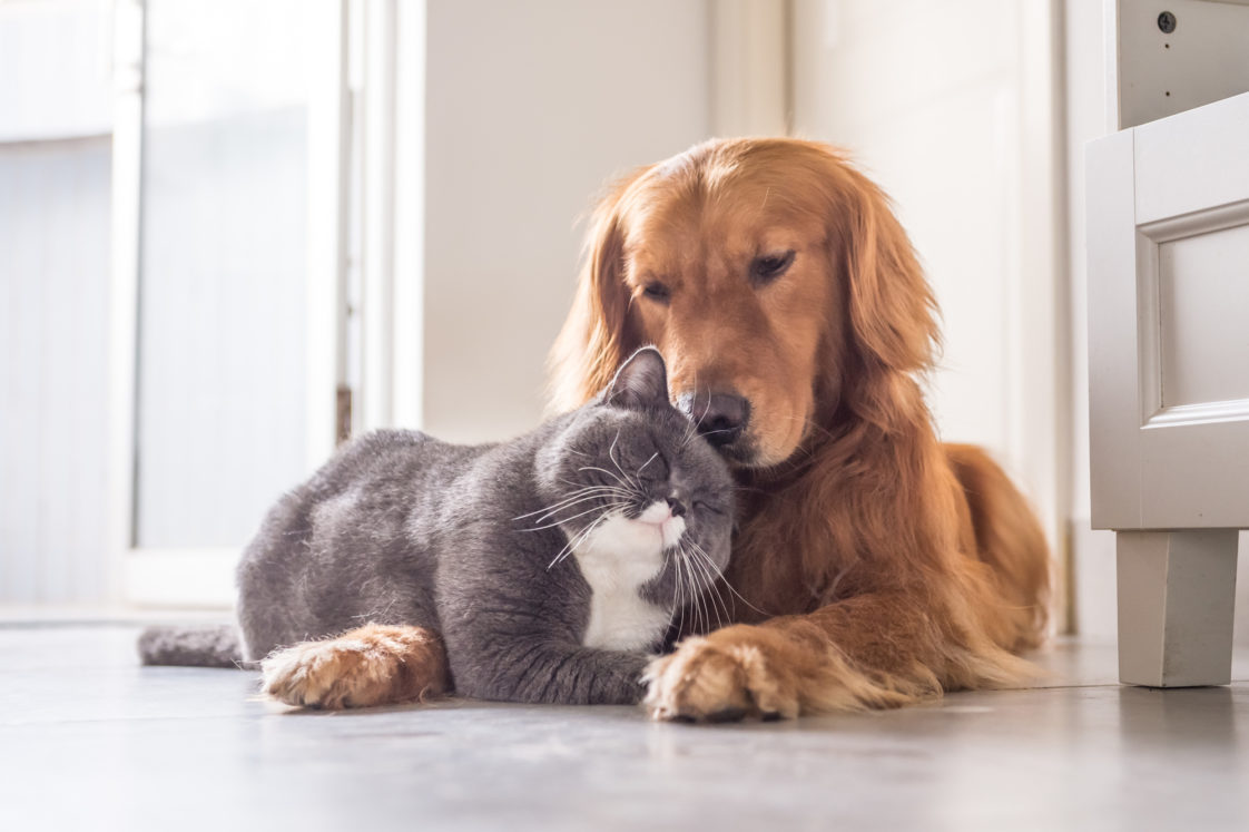 10 Important Things All Pet Friendly Homes Have in Common