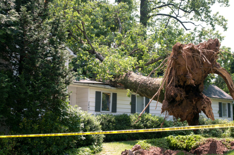 Falling Trees and Other Tree Hazards You Need to Know