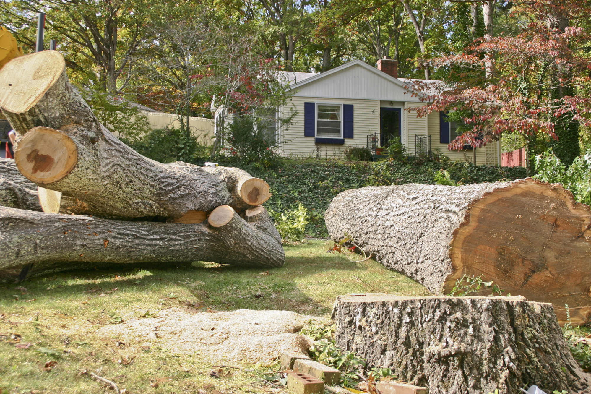 Cheap (And Even Free!) Tree Removal Options